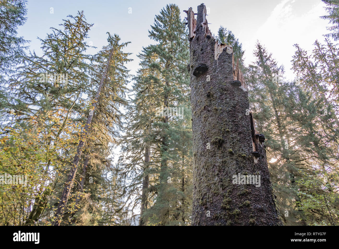 Olympic National Park is a wild, vast wilderness of nature. Deep in the ...