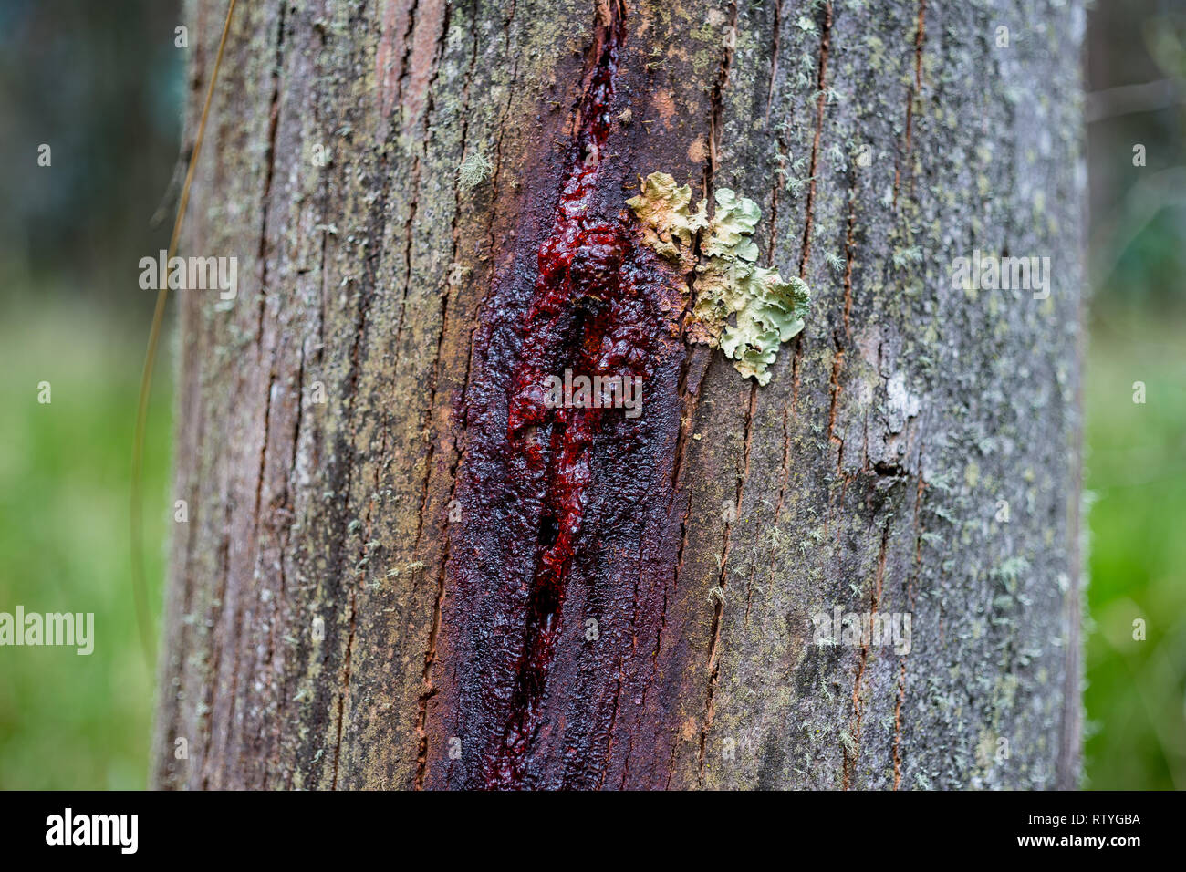 Scars, barks and textures of eucalyptus trees Stock Photo - Alamy
