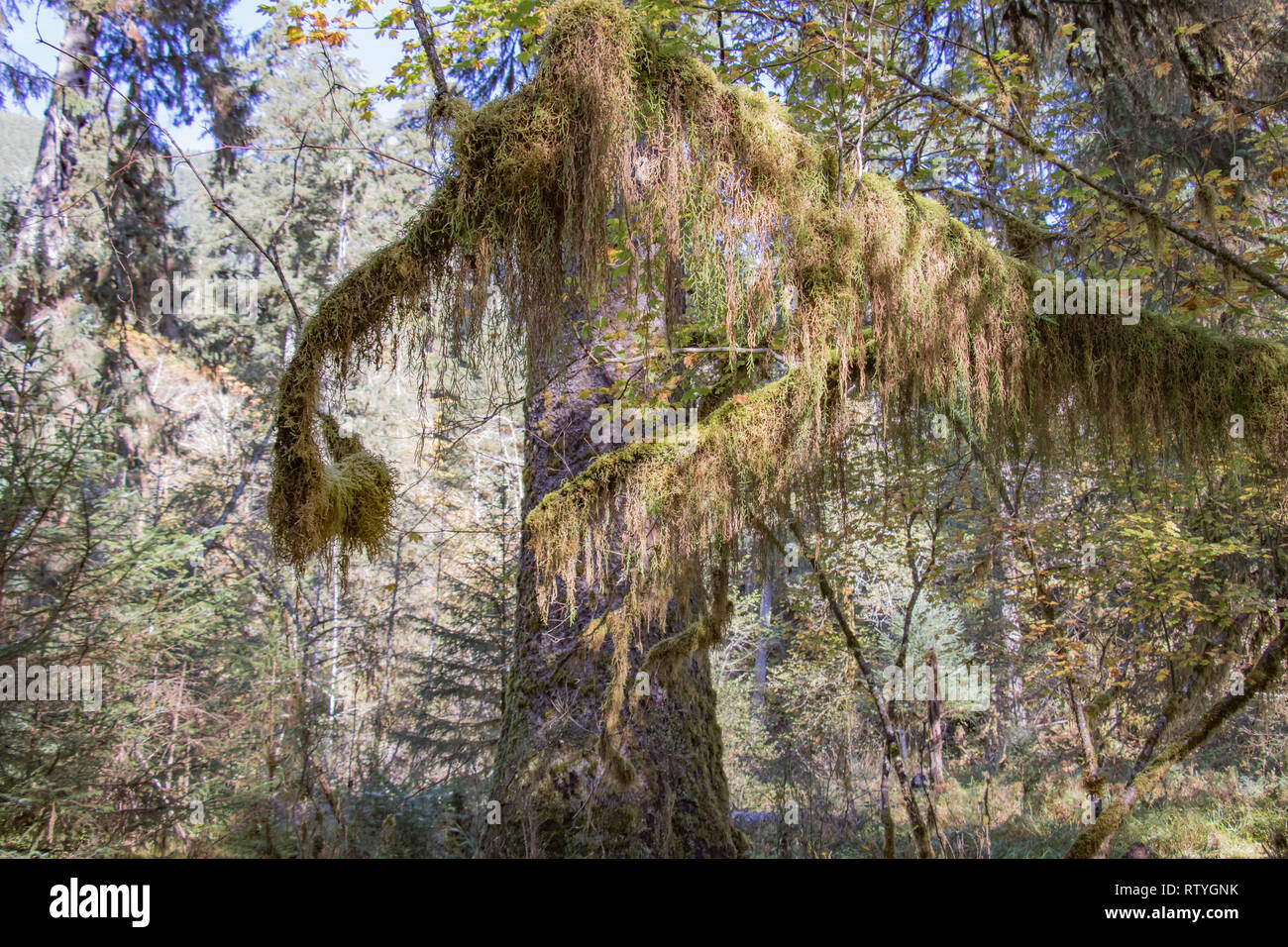 Olympic National Park is a wild, vast wilderness of nature. Deep in the ...