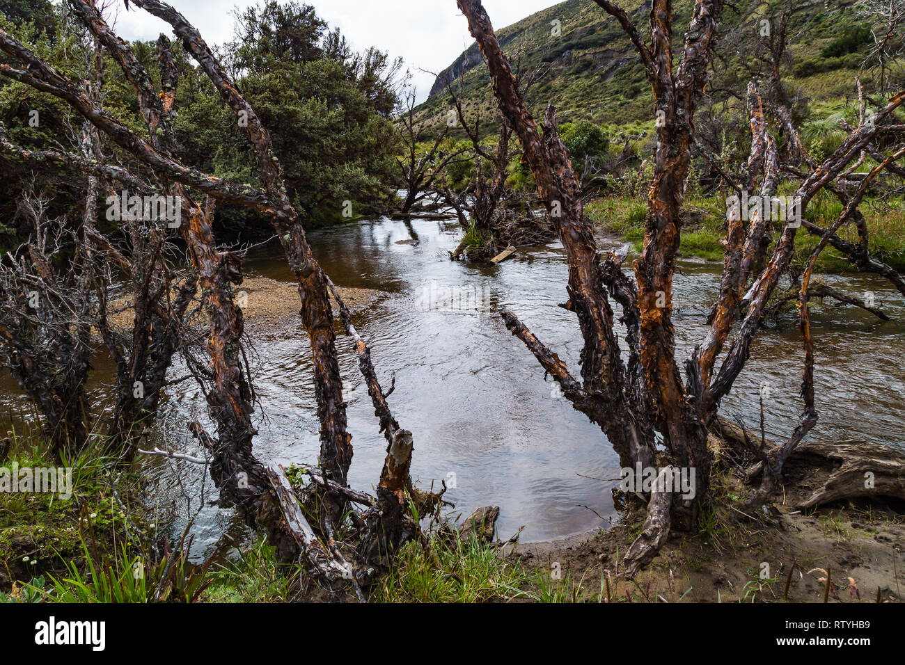 Polylepis trees in hi-res stock photography and images - Alamy
