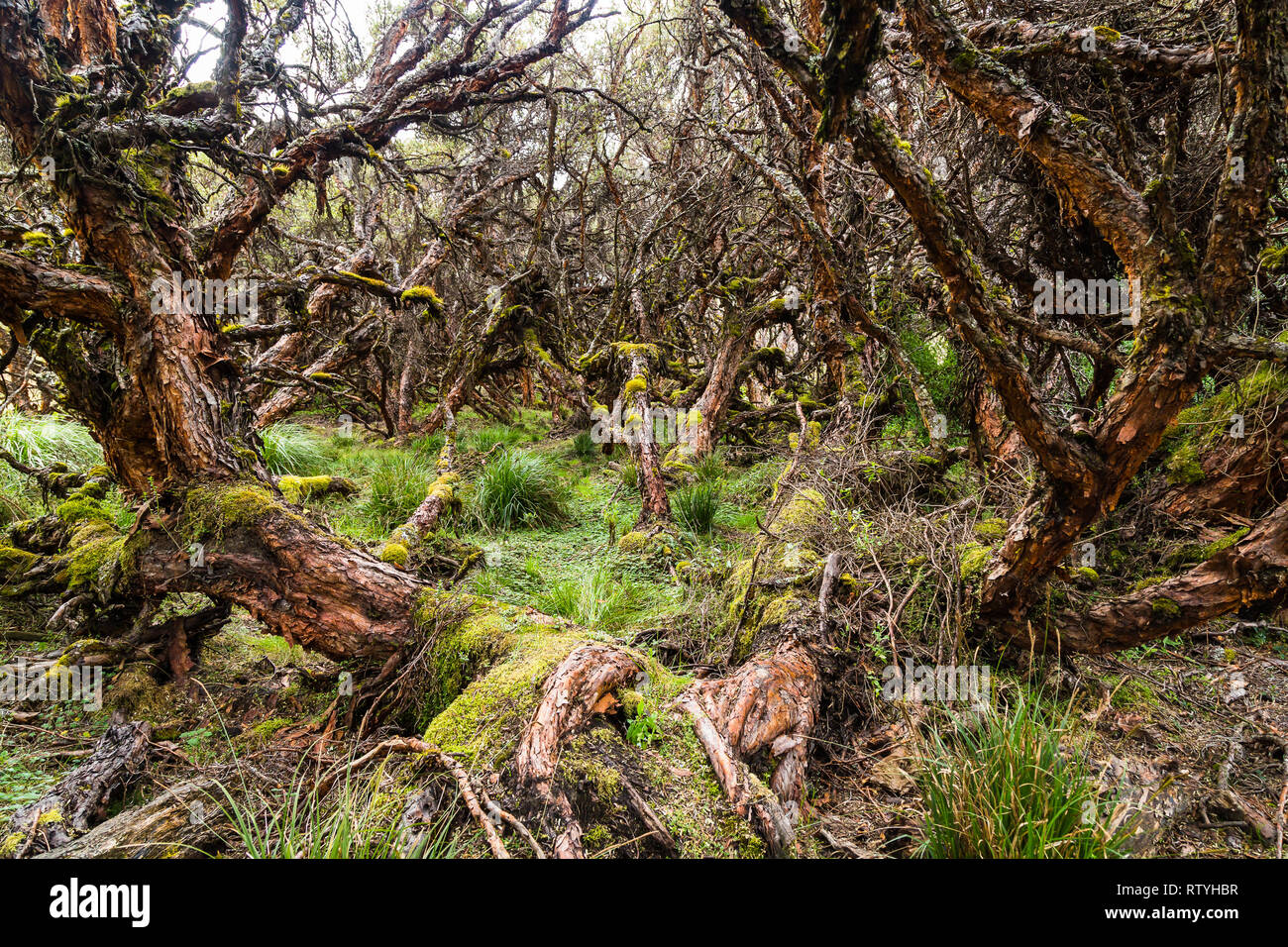 Polylepis forests in the Ecuadorian Andes Stock Photo - Alamy