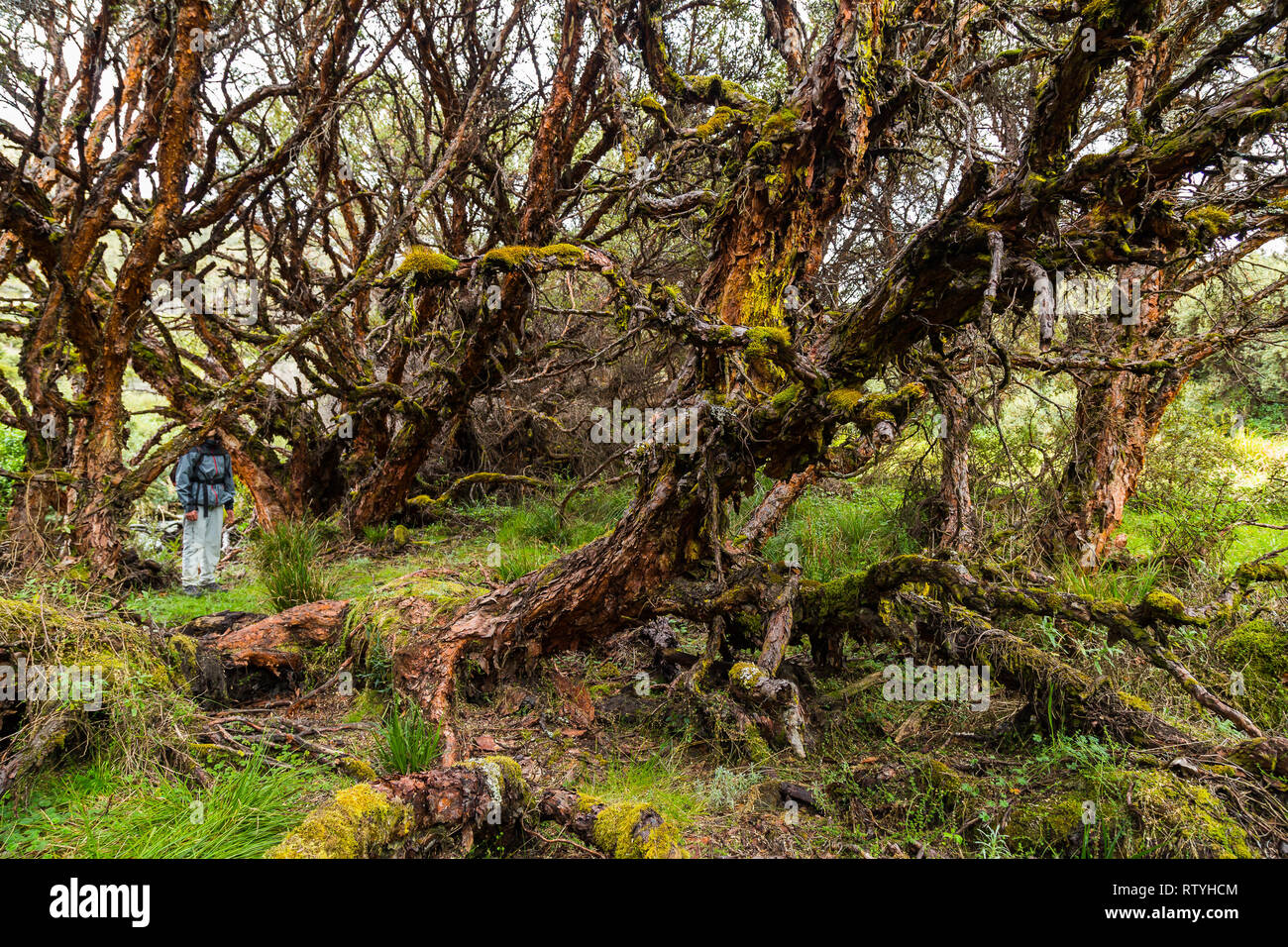 Polylepis trees in hi-res stock photography and images - Alamy