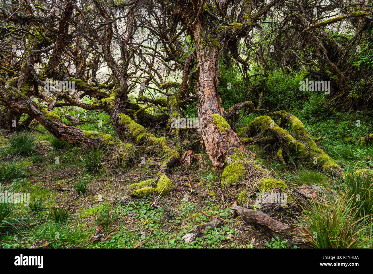 Andes forests trees hi-res stock photography and images - Alamy