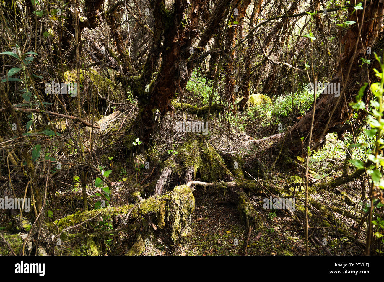 Polylepis forests in the Ecuadorian Andes Stock Photo - Alamy