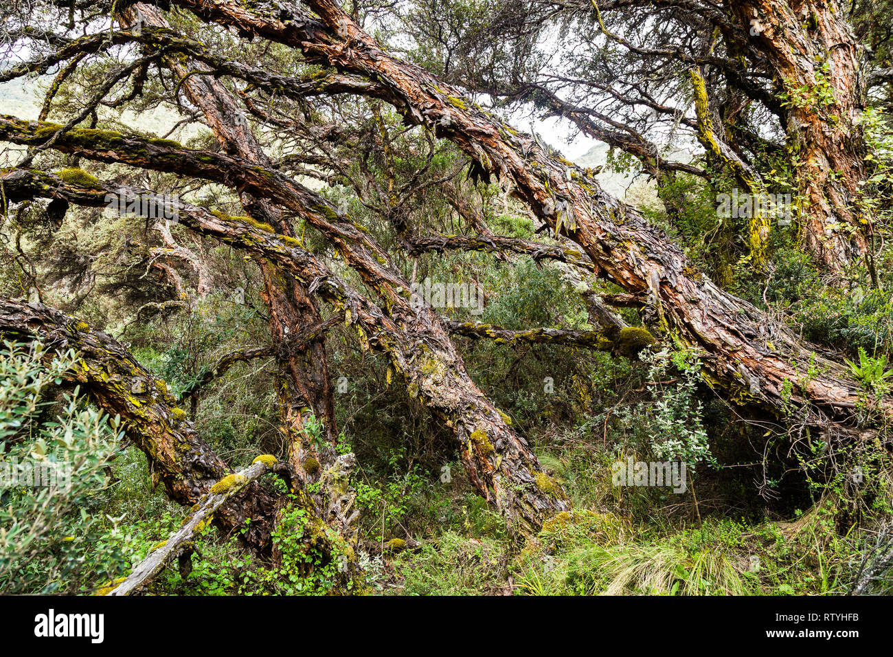 Andes forests trees hi-res stock photography and images - Alamy