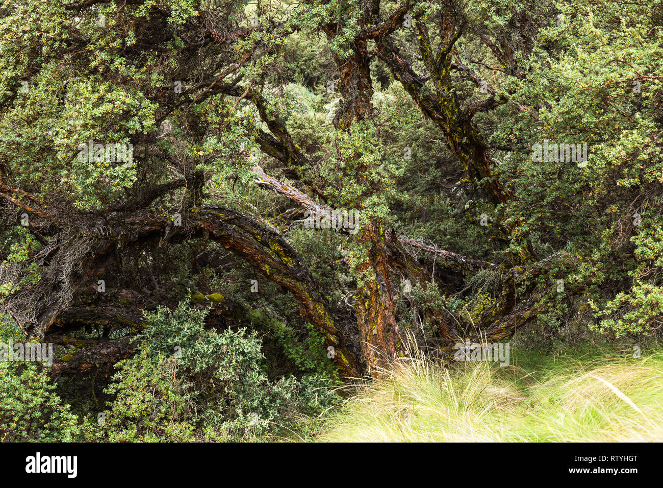 Polylepis forests in the Ecuadorian Andes Stock Photo - Alamy