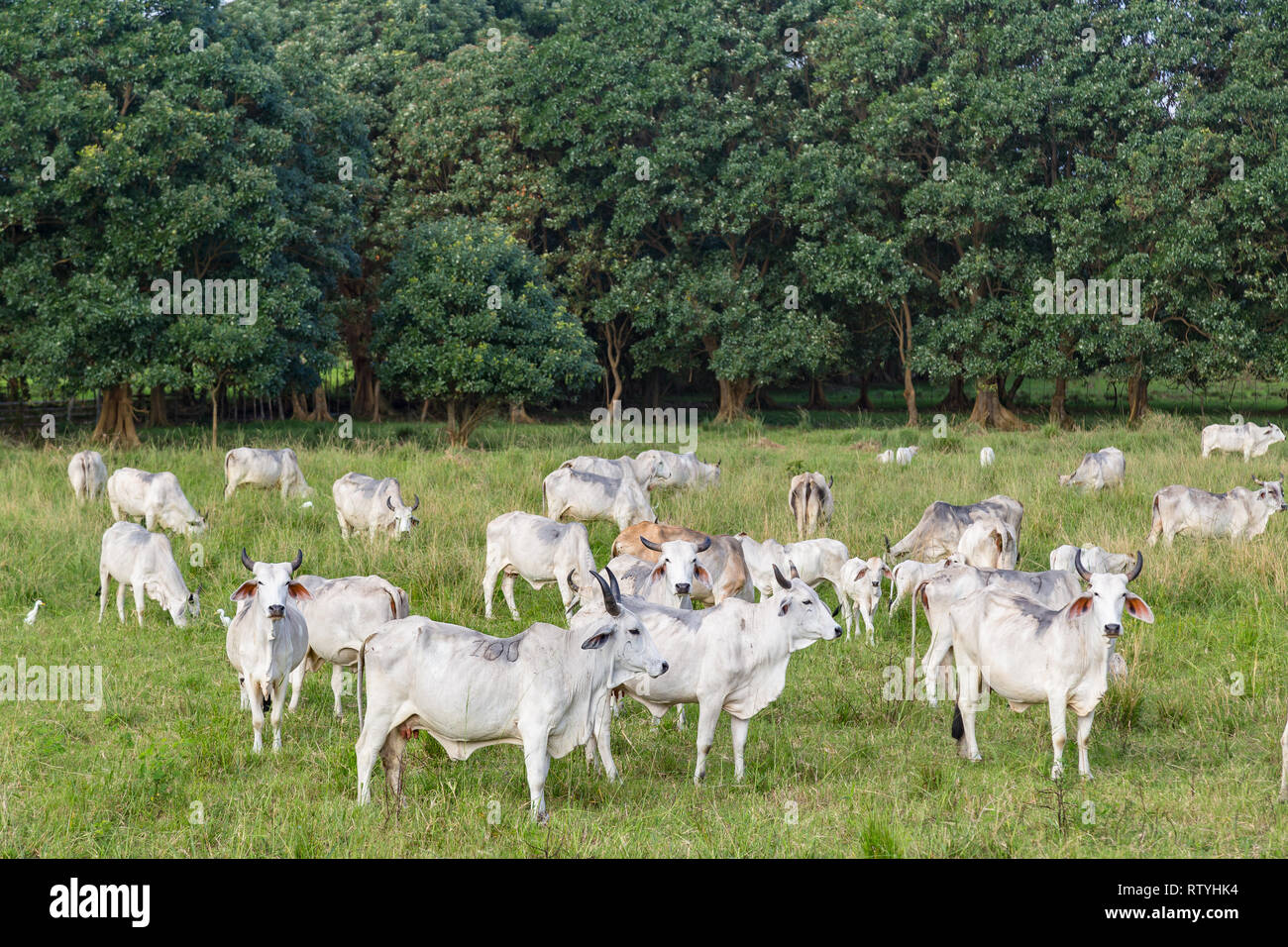 Cebu cattle, white animals mostly on green pastures, on haciendas of ...