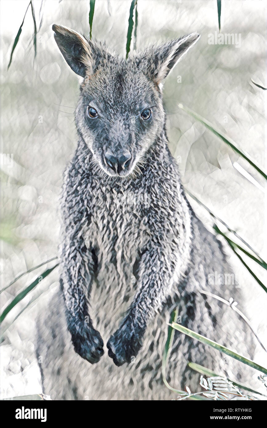 Swamp Wallaby portrait - native Australian marsupial digital drawing ...
