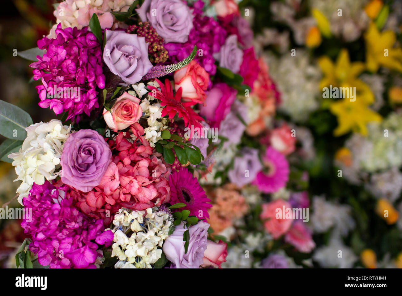 Big petal flowers hi-res stock photography and images - Alamy