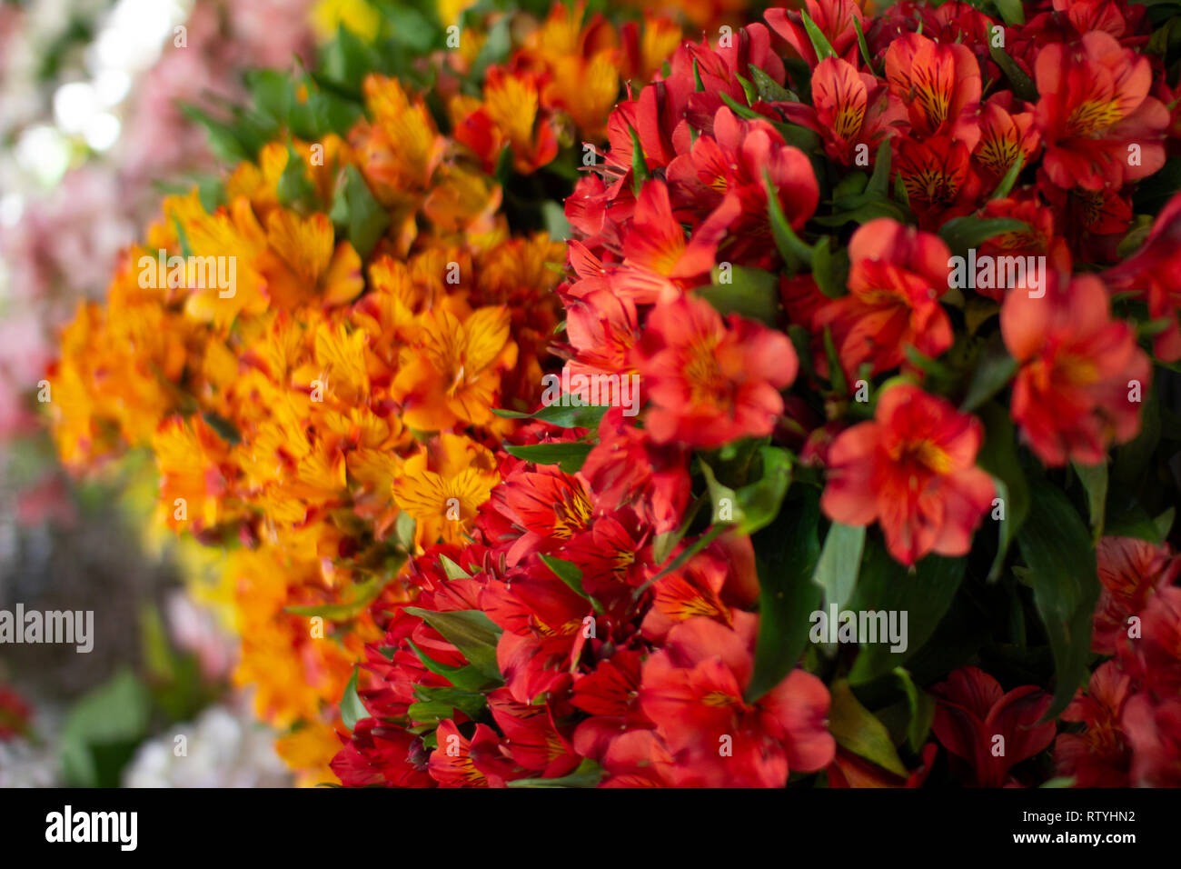 Colorful natural fresh red and orange flower arrangement, beautiful ...