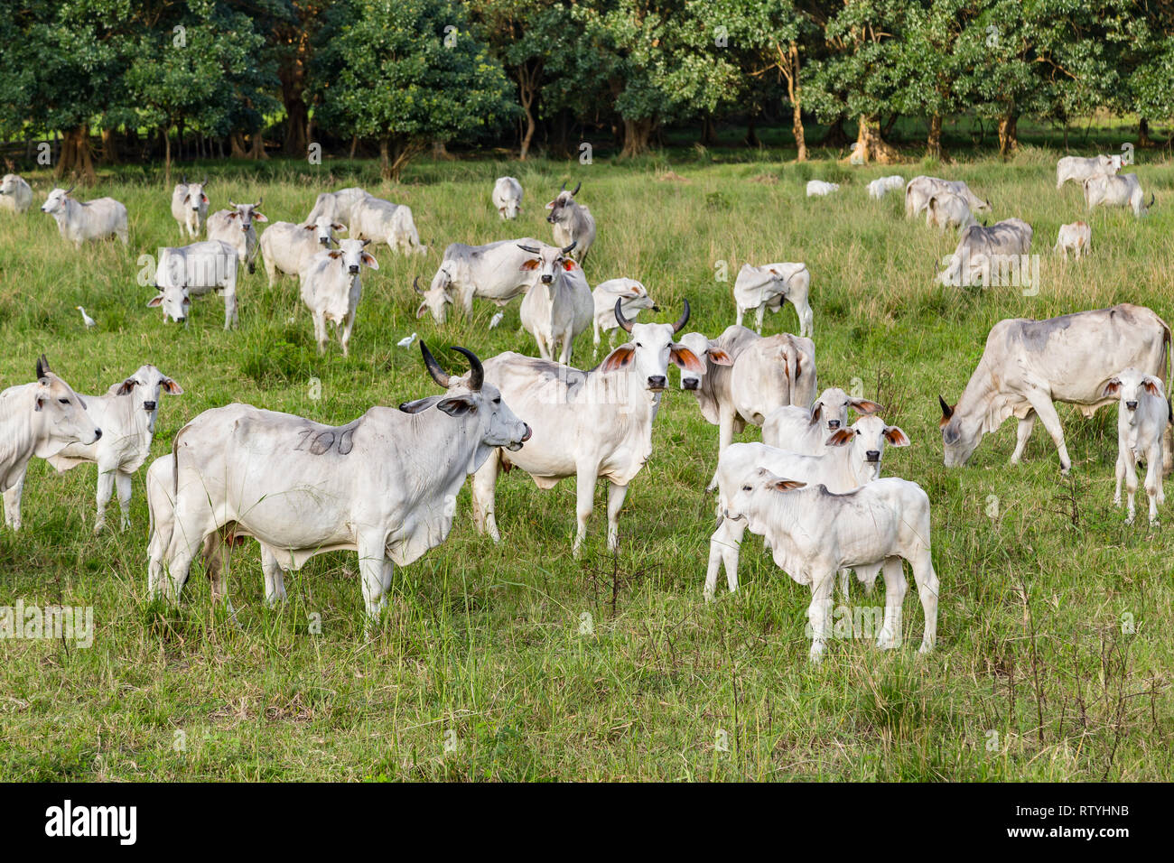 Cebu cattle, white animals mostly on green pastures, on haciendas of ...