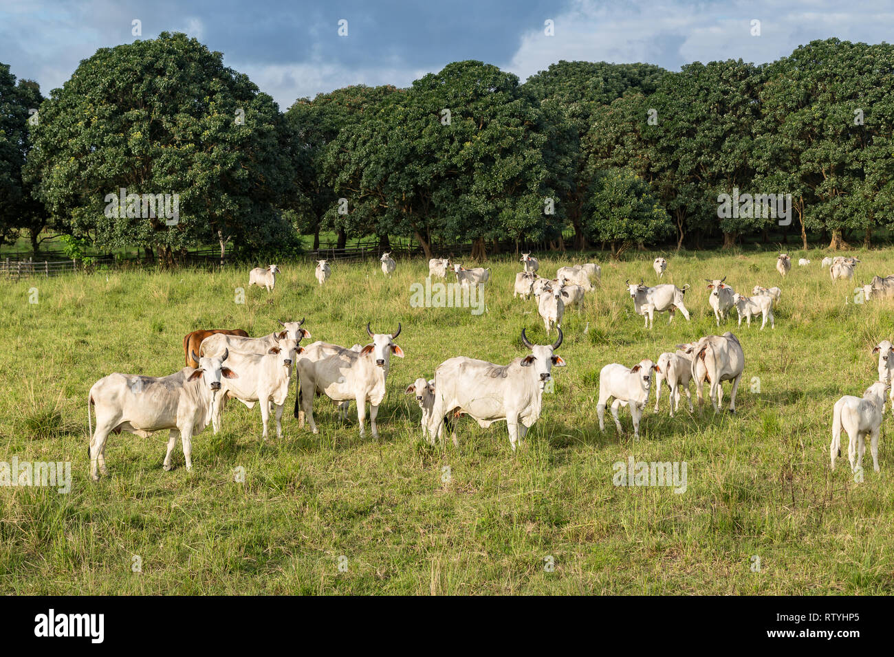 Cebu cattle, white animals mostly on green pastures, on haciendas of ...