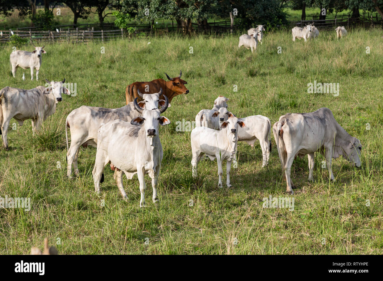 Cebu cattle, white animals mostly on green pastures, on haciendas of ...