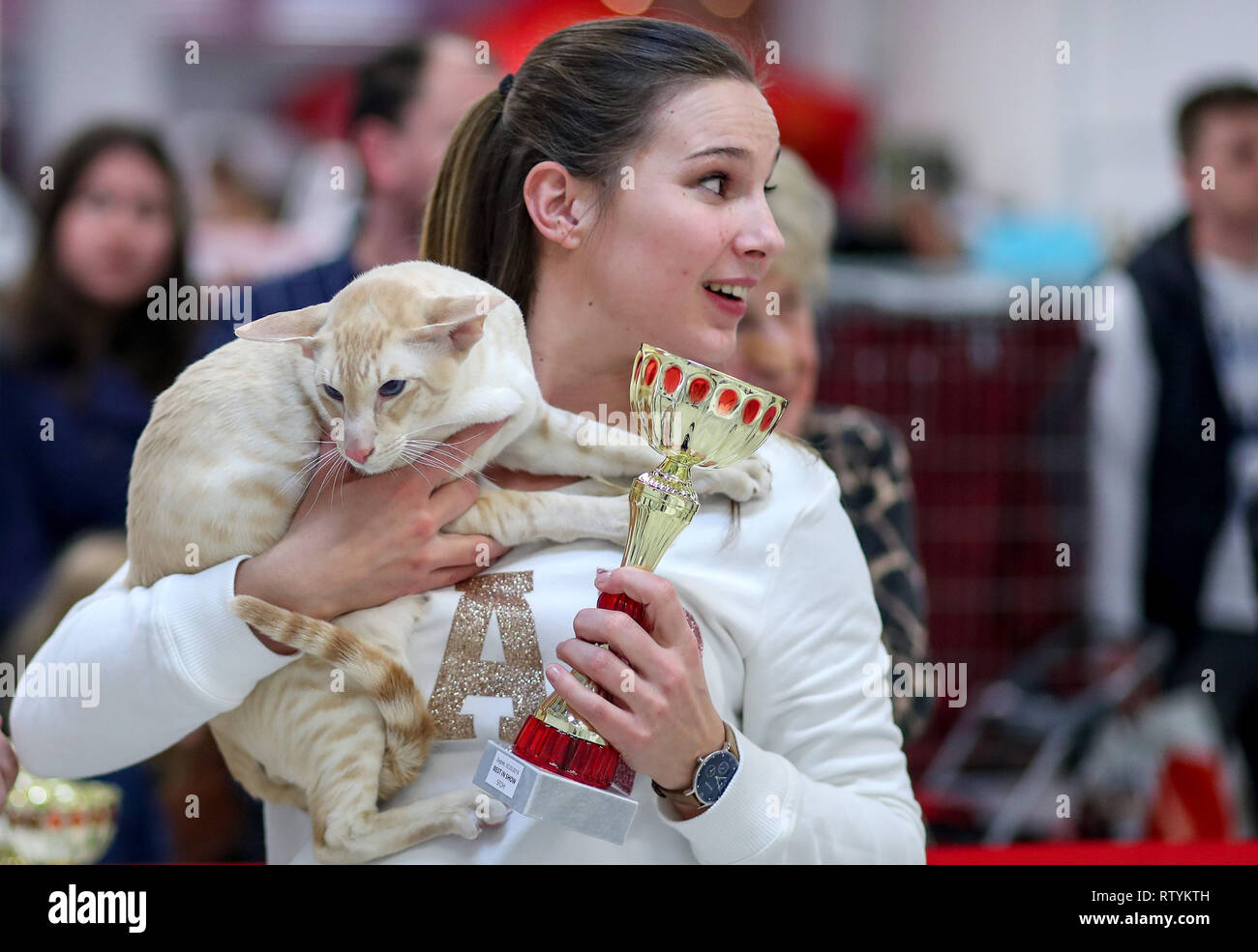 Oriental shorthair cat hi-res stock photography and images - Alamy