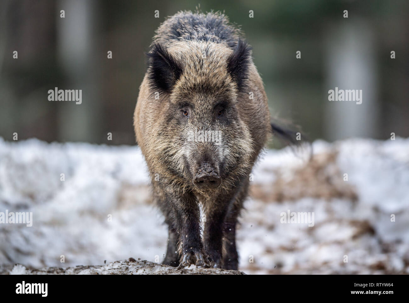 Bavaria, Germany. 03rd Mar, 2019. A wild boar stands on a plateau in ...