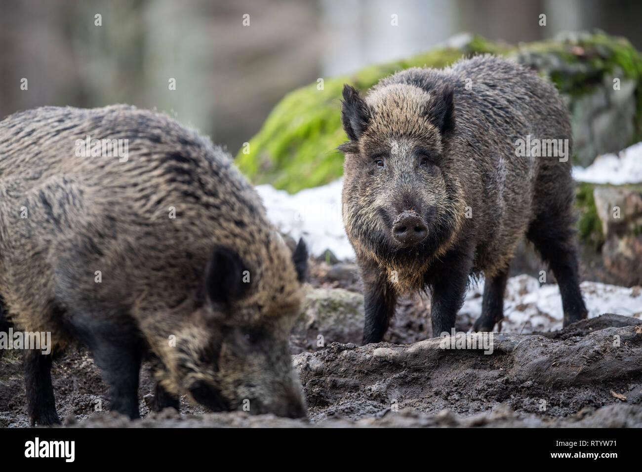 Bavaria, Germany. 03rd Mar, 2019. A wild boar stands on a plateau in ...