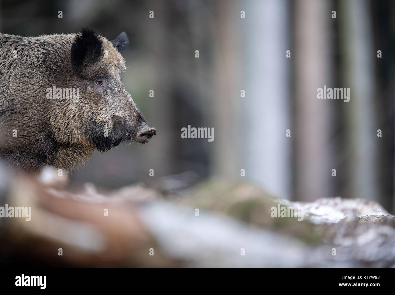 Bavaria, Germany. 03rd Mar, 2019. A wild boar stands on a plateau in ...