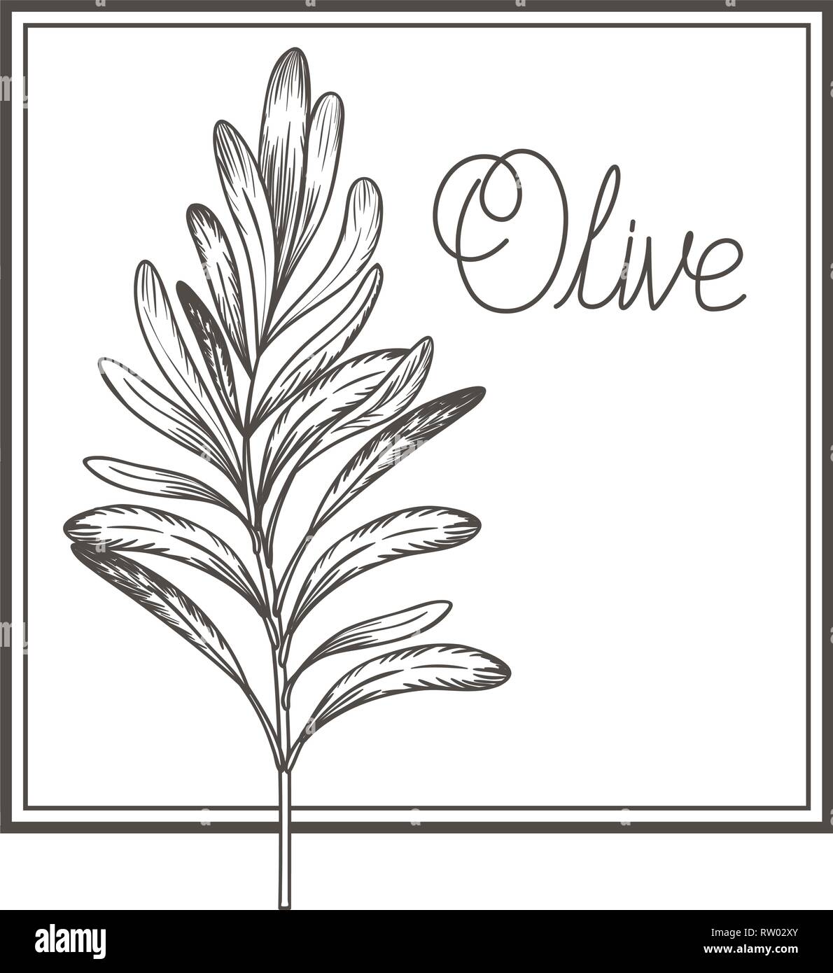olive flower drawing isolated icon Stock Vector Image & Art - Alamy