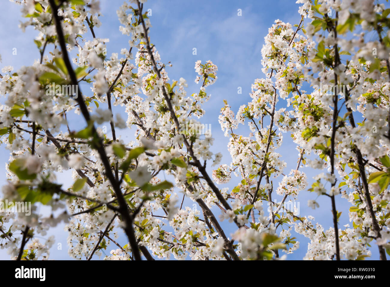 Branches of fruit trees in spring bloom with beautiful flowers Stock ...