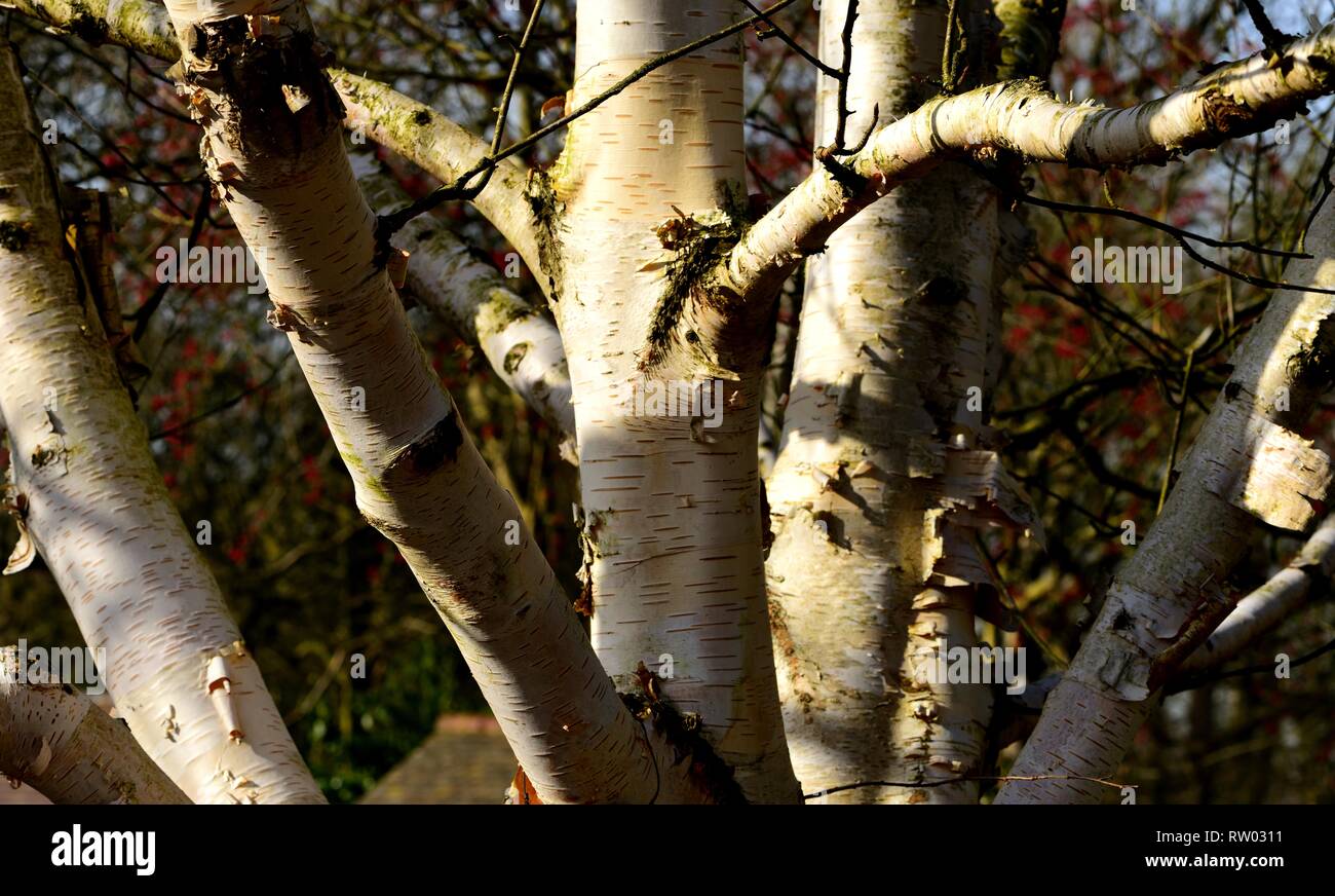 Himalayan birch tree hi-res stock photography and images - Alamy