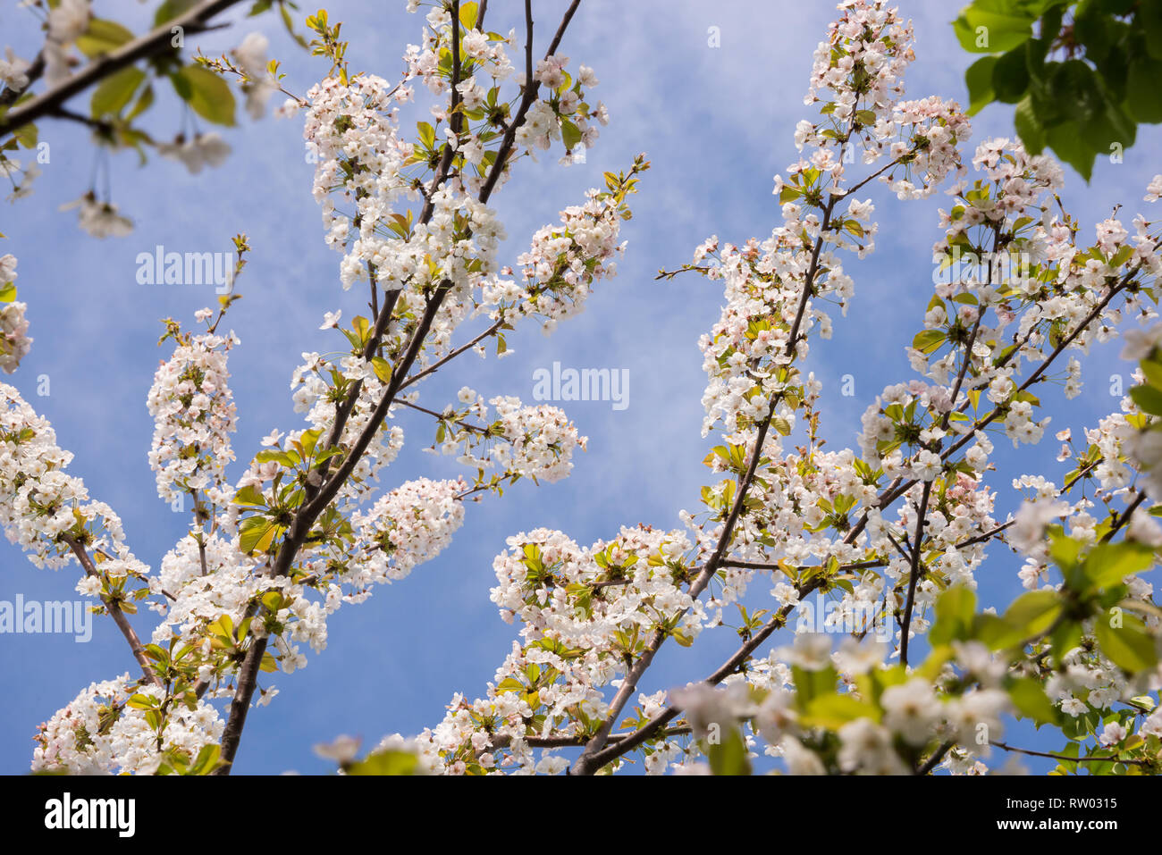 Branches of fruit trees in spring bloom with beautiful flowers Stock ...