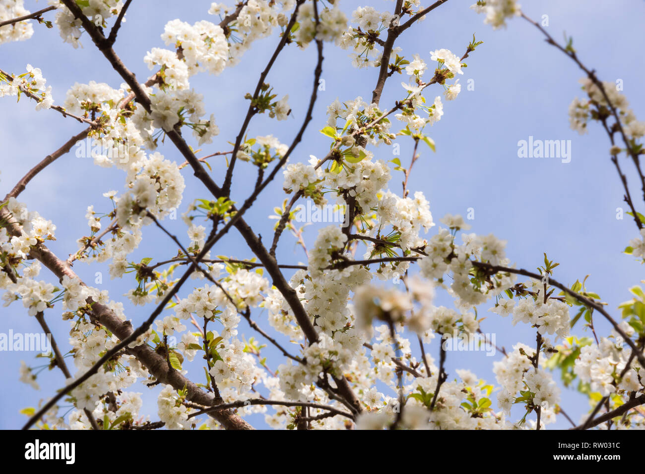 Fruit trees in spring bloom with beautiful white flowers Stock Photo ...