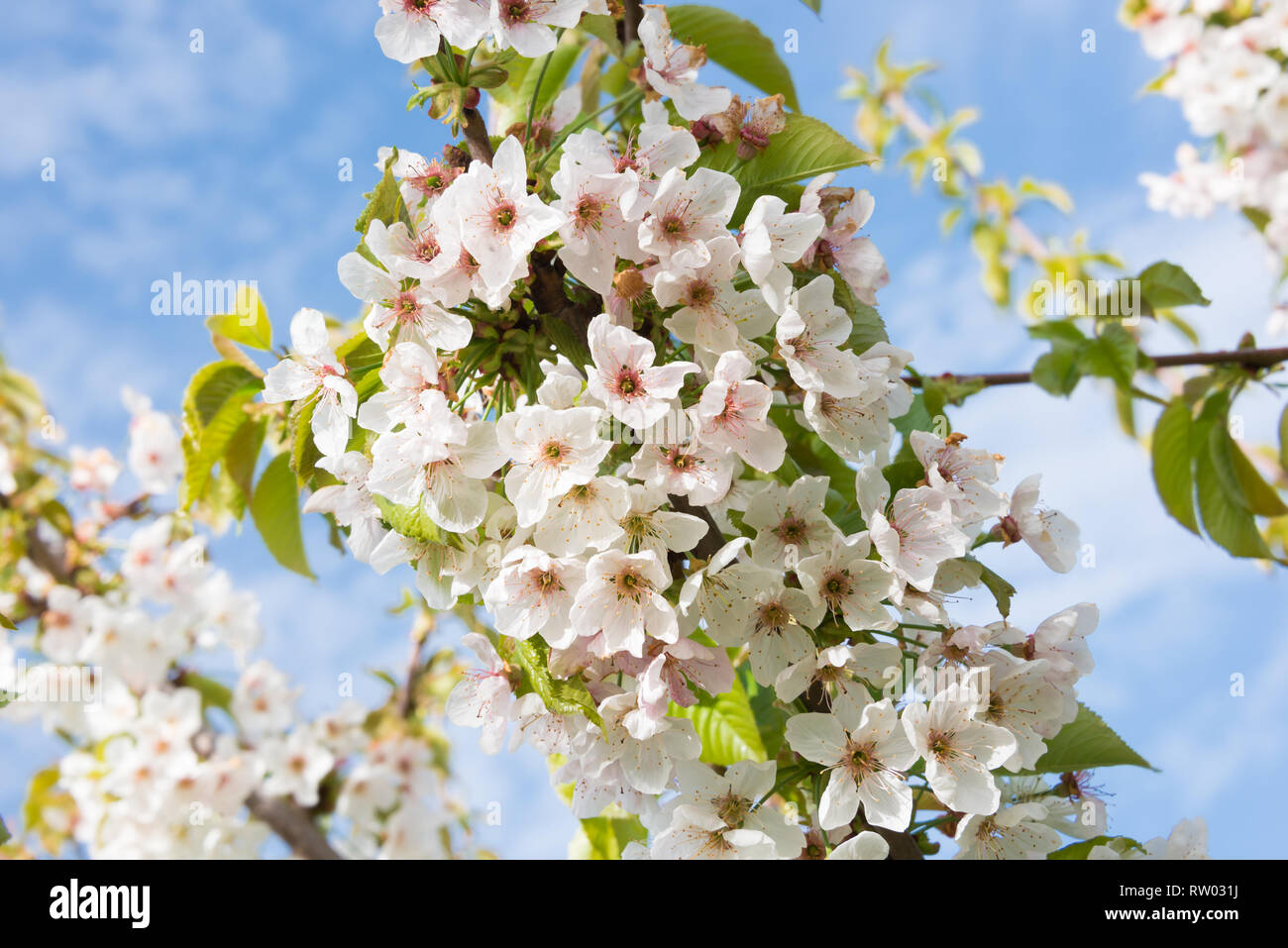 Fruit trees in spring bloom with beautiful white flowers Stock Photo ...