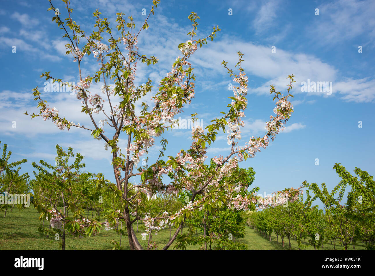 Springtime trees in bloom hi-res stock photography and images - Alamy