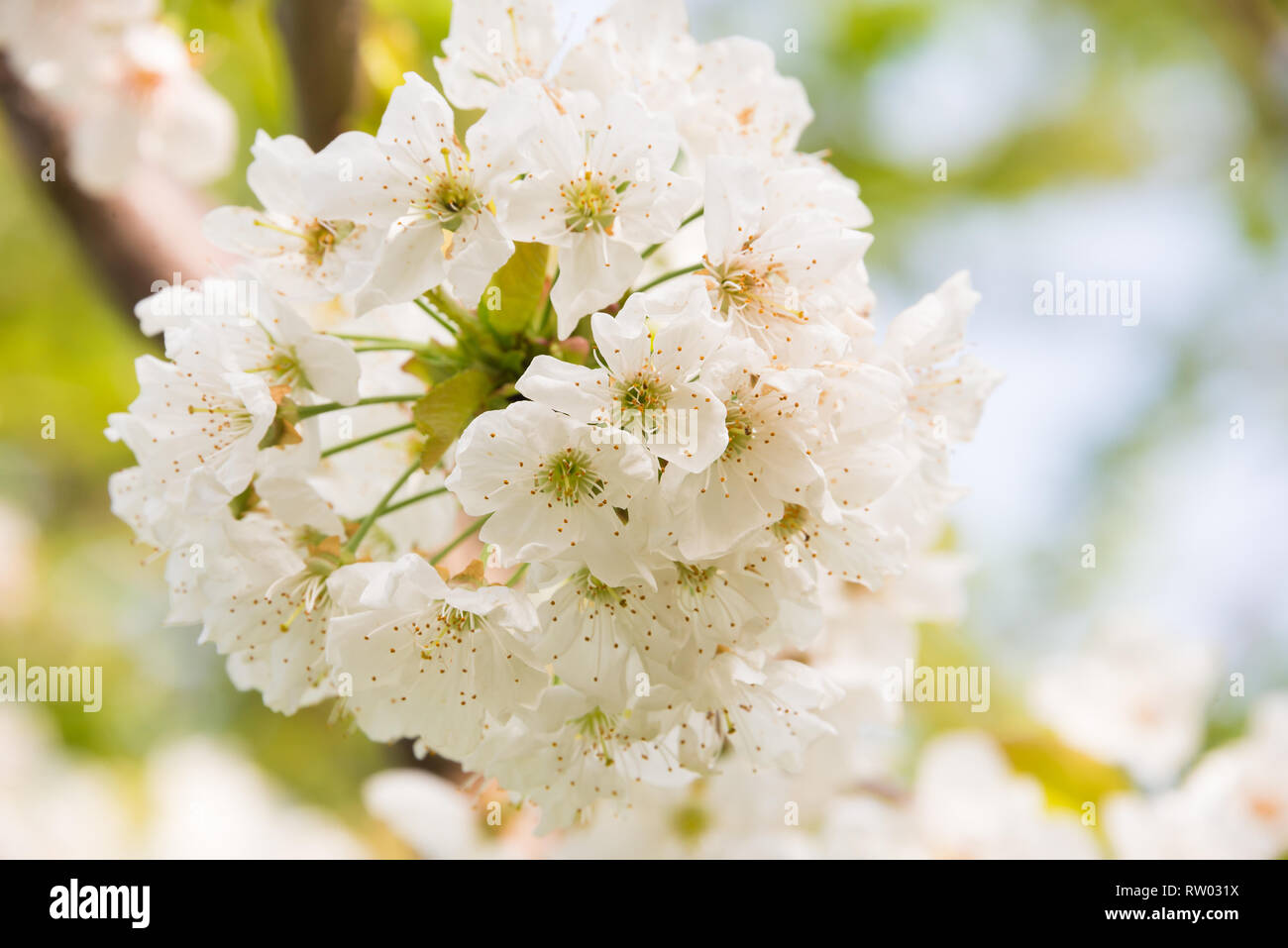 Fruit trees in spring bloom with beautiful white flowers Stock Photo ...