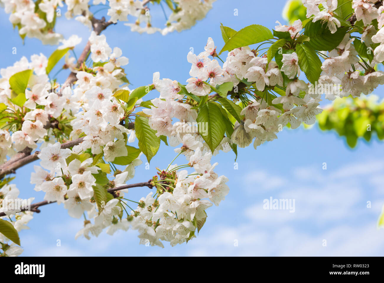 Fruit trees in spring bloom with beautiful white flowers Stock Photo ...