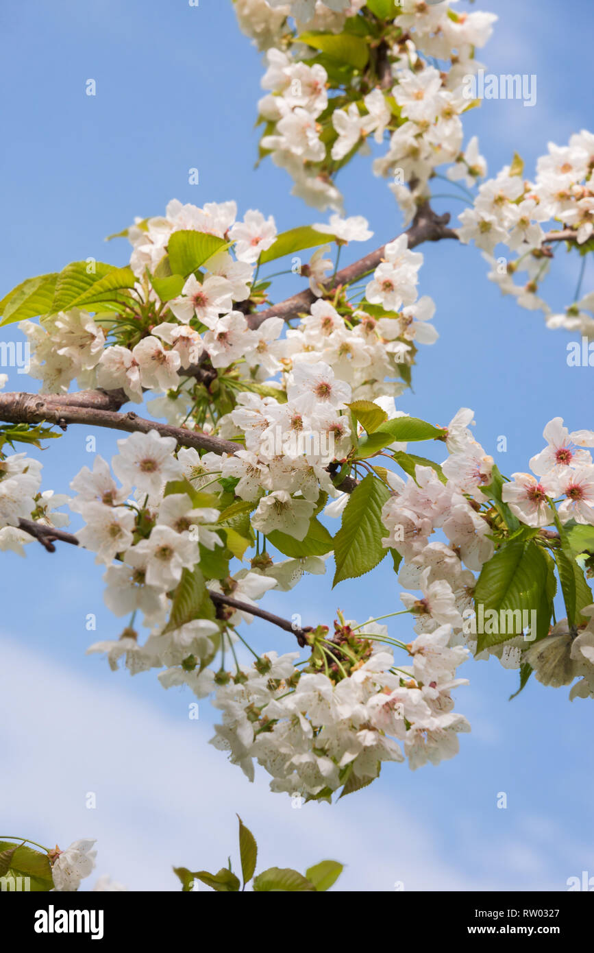 Fruit trees in spring bloom with beautiful white flowers Stock Photo ...