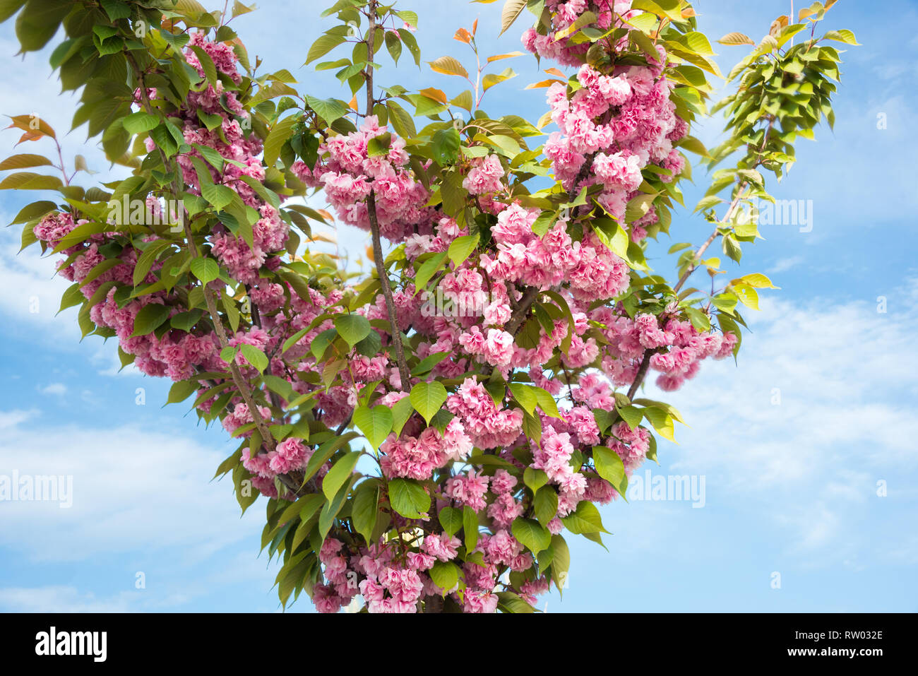 Fruit tree in spring bloom with beautiful pink flowers Stock Photo - Alamy