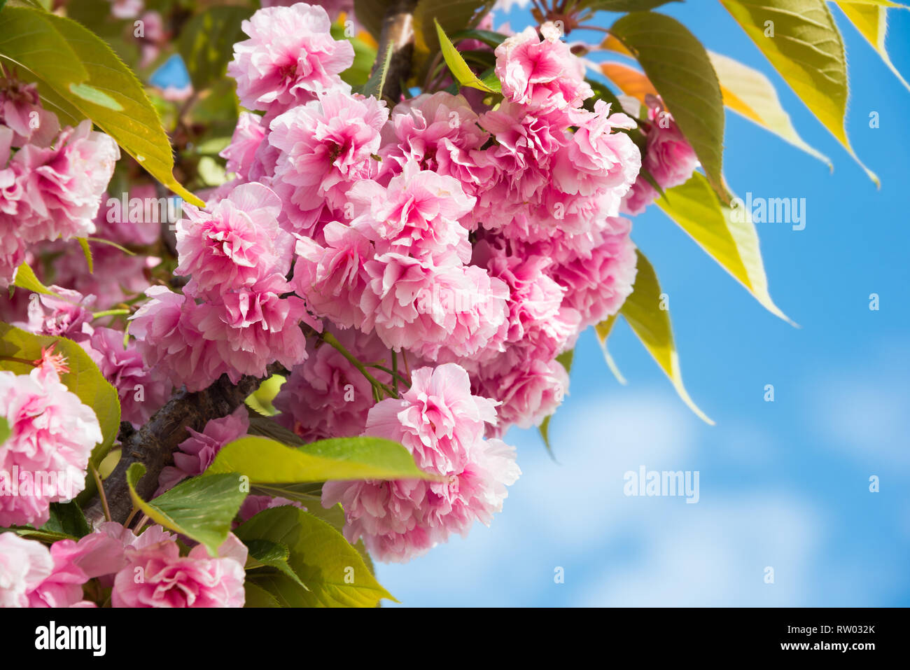 Fruit tree in spring bloom with beautiful pink flowers Stock Photo - Alamy