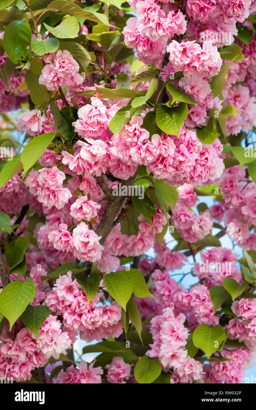 Pink blossom trees bloom hi-res stock photography and images - Alamy