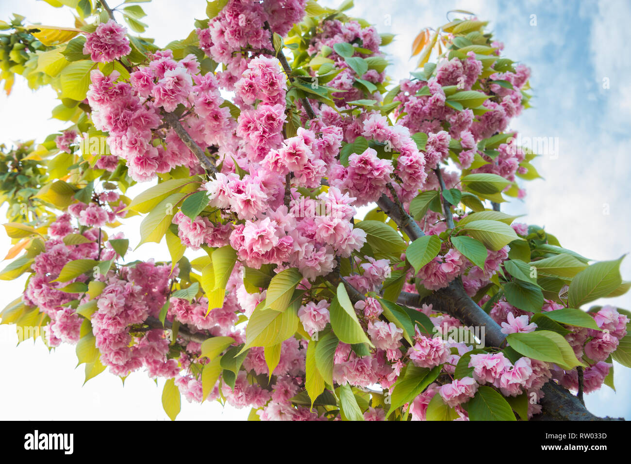 Fruit tree in spring bloom with beautiful pink flowers Stock Photo - Alamy