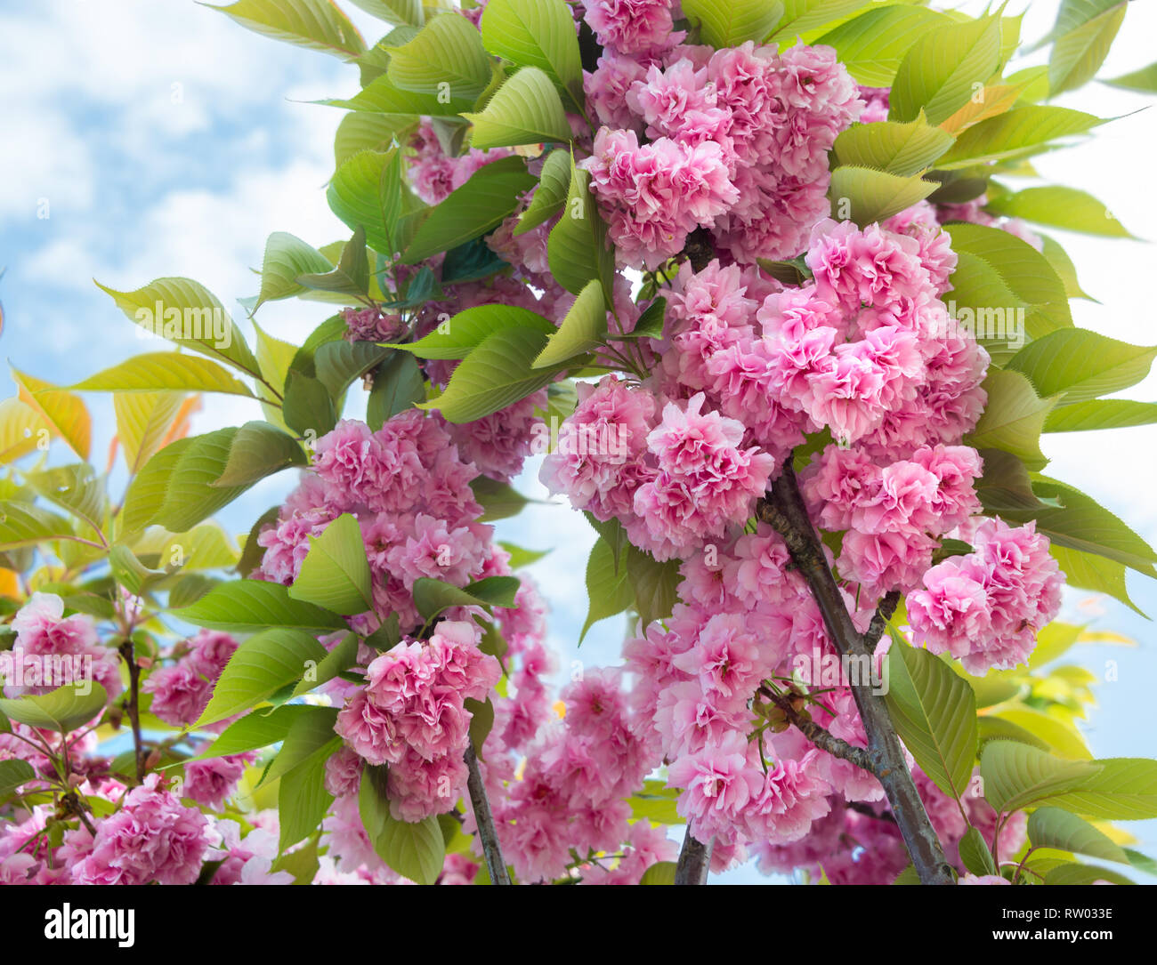 Fruit tree in spring bloom with beautiful pink flowers Stock Photo - Alamy