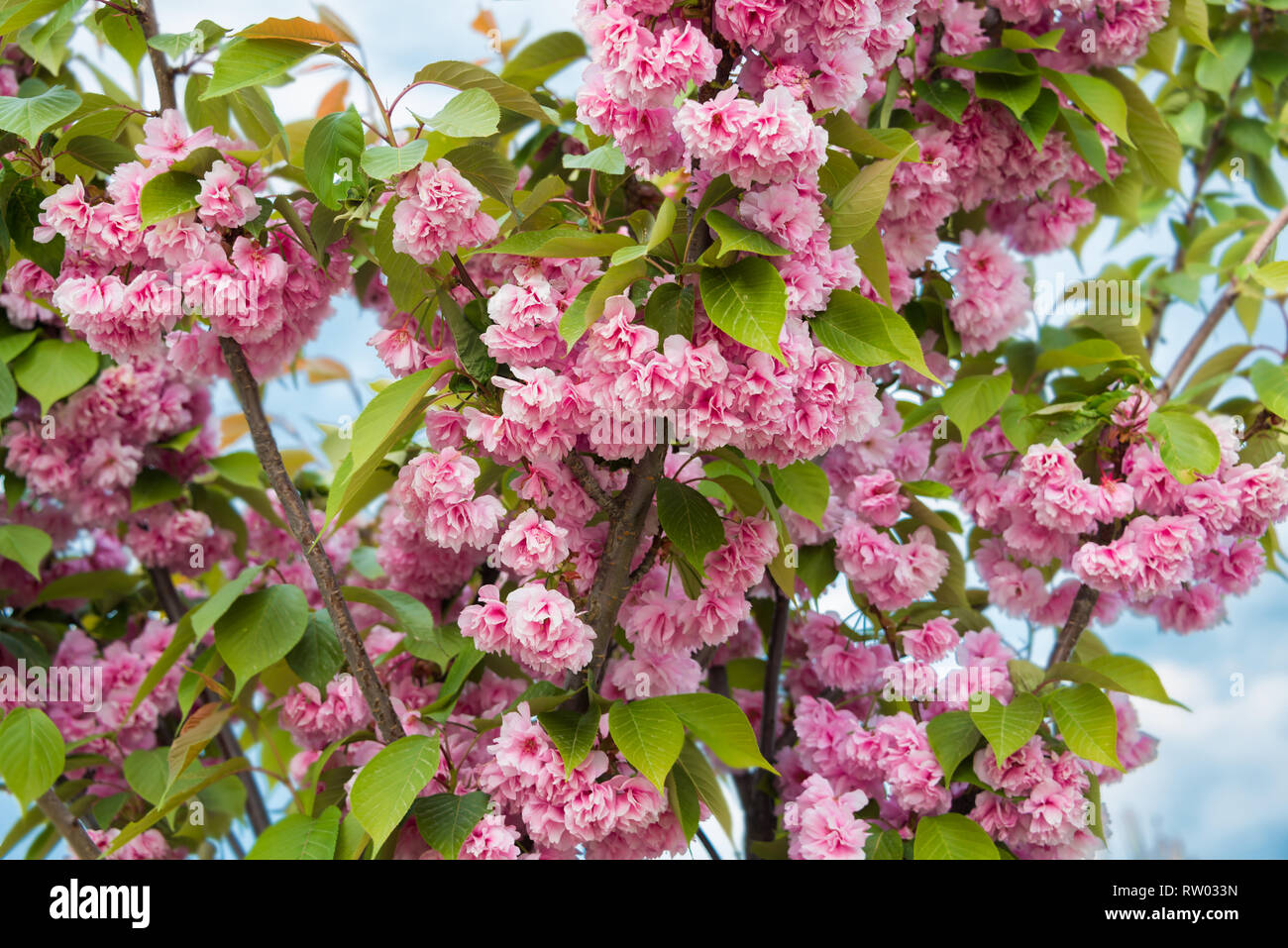 Pink blossom trees bloom hi-res stock photography and images - Alamy