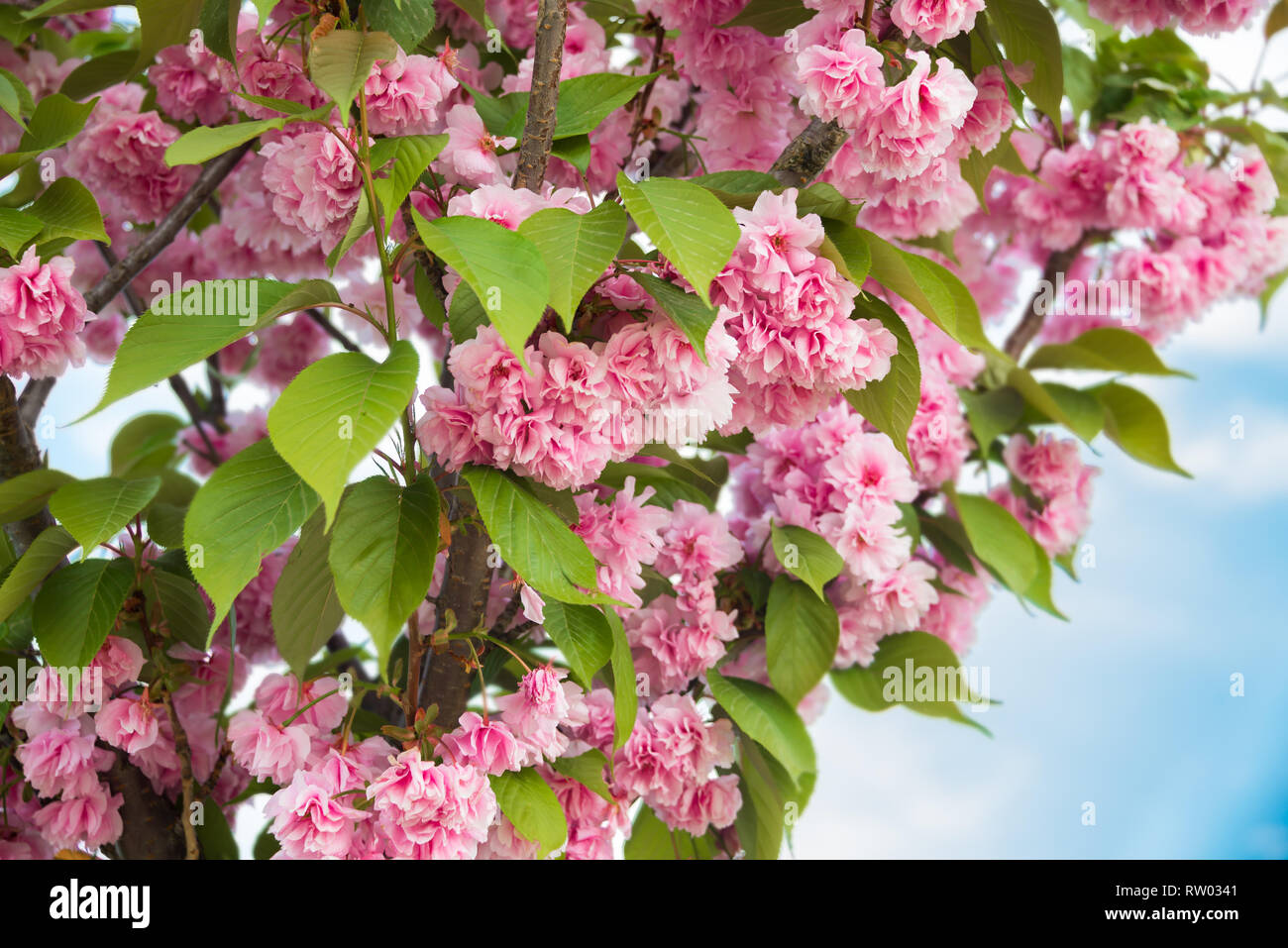 Fruit tree in spring bloom with beautiful pink flowers Stock Photo - Alamy