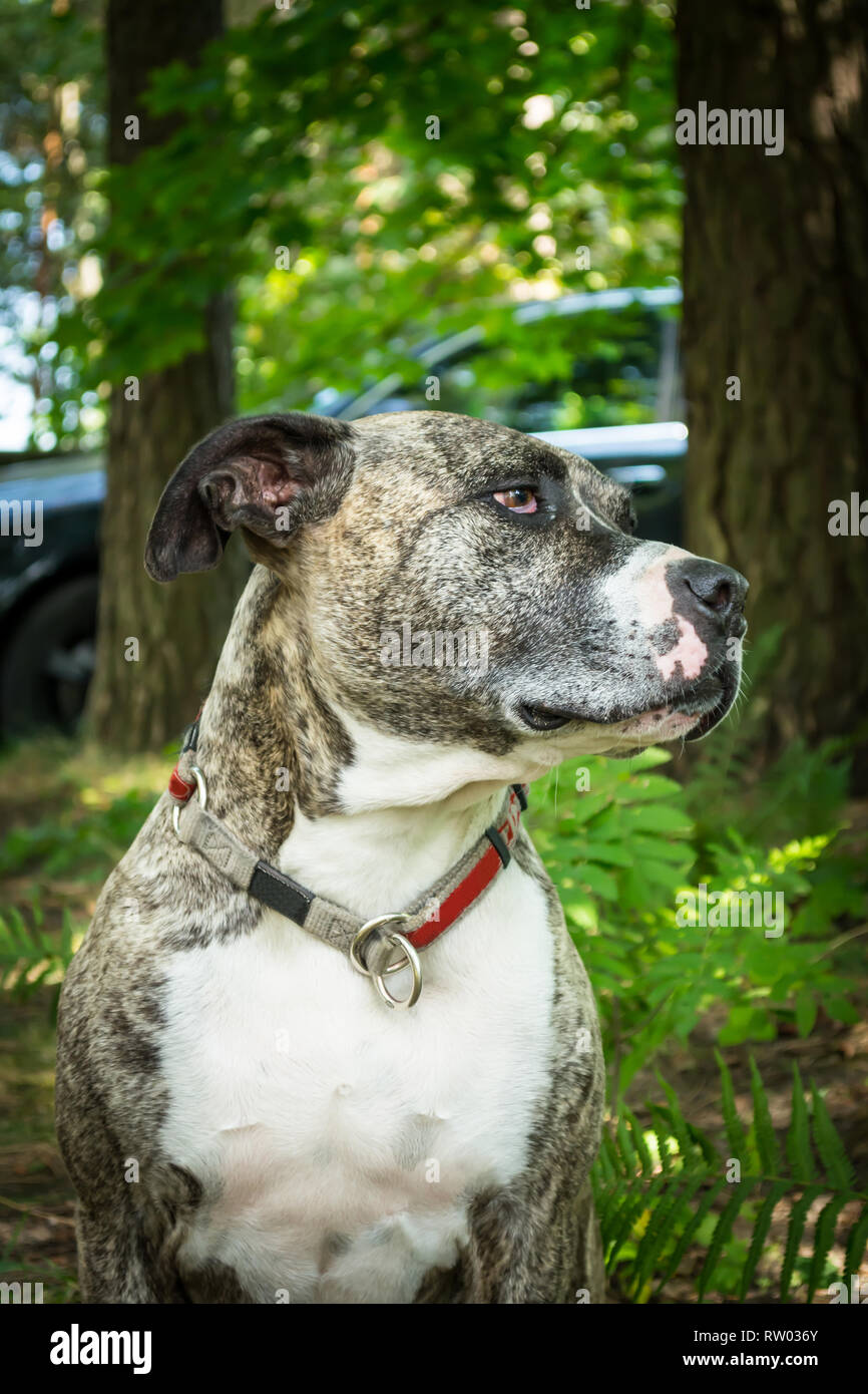 Dog breed Burbul on nature in the park in summer close-up Stock Photo ...