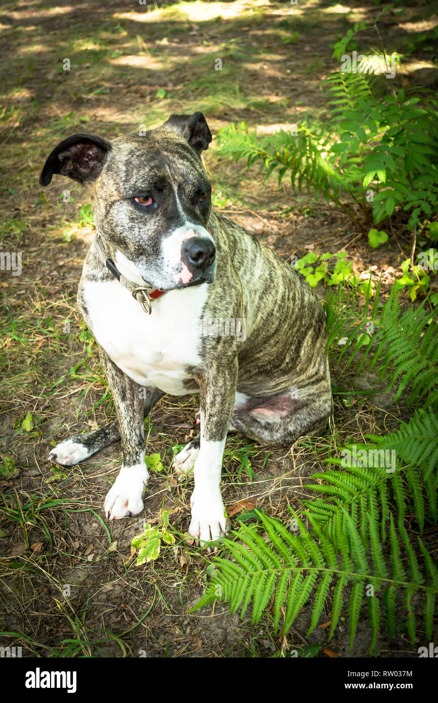 Dog breed Burbul on nature in the park in summer close-up Stock Photo ...