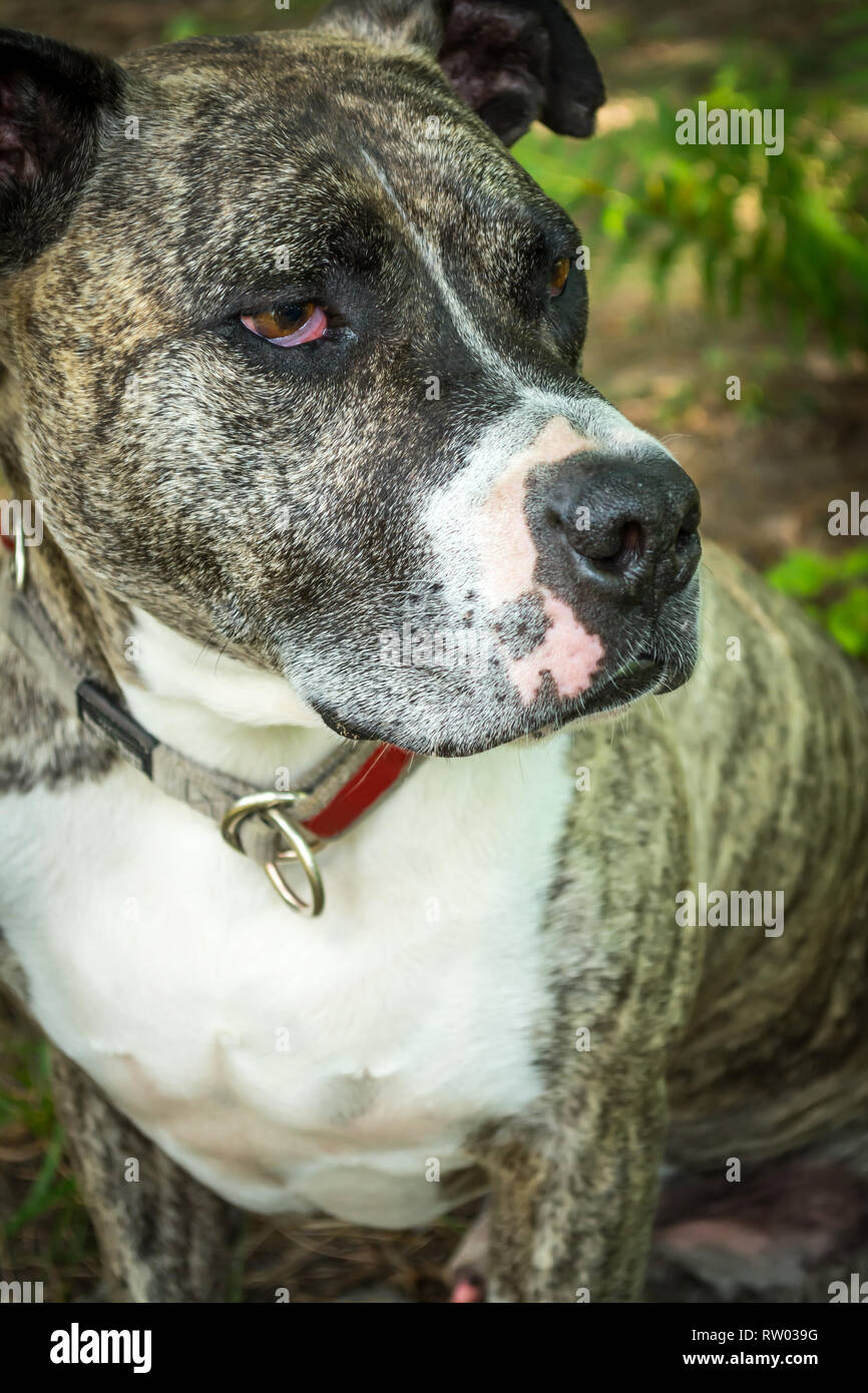 Dog breed Burbul on nature in the park in summer close-up Stock Photo ...