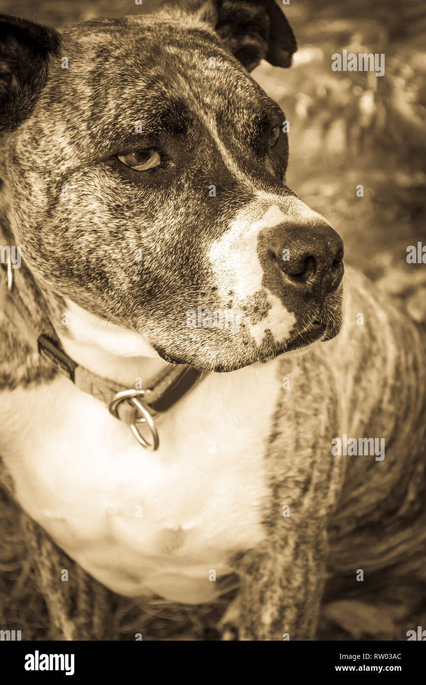 Dog breed Burbul on nature in the park in summer close-up. Black and ...