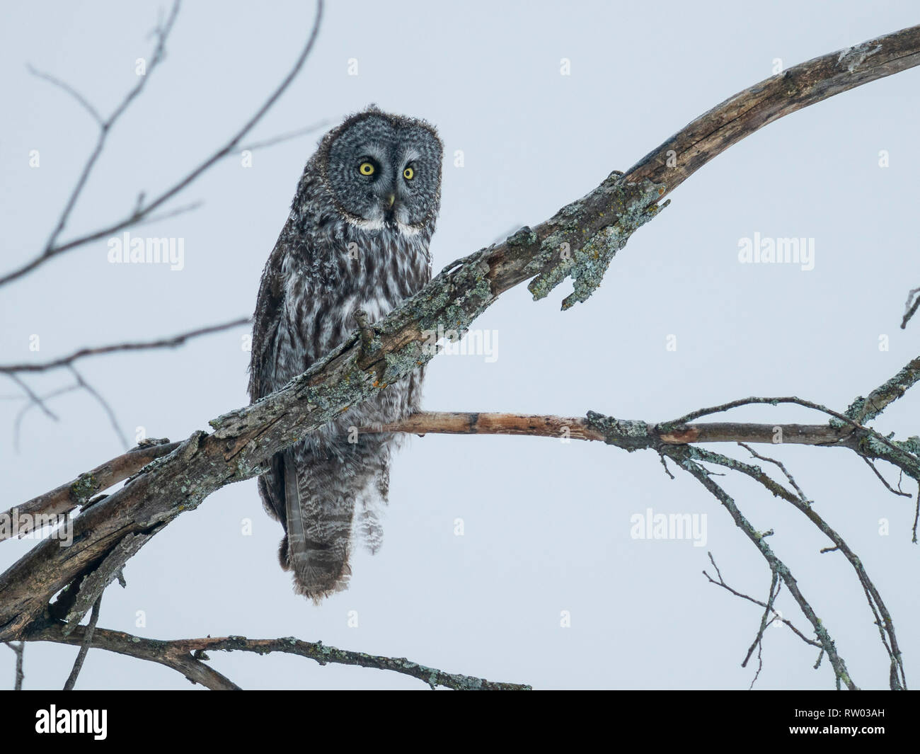 Barred owl snow hi-res stock photography and images - Alamy