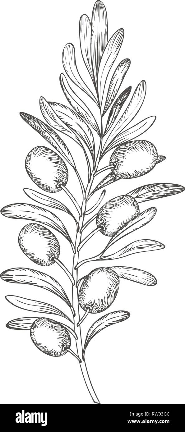 Olive Flower Drawing