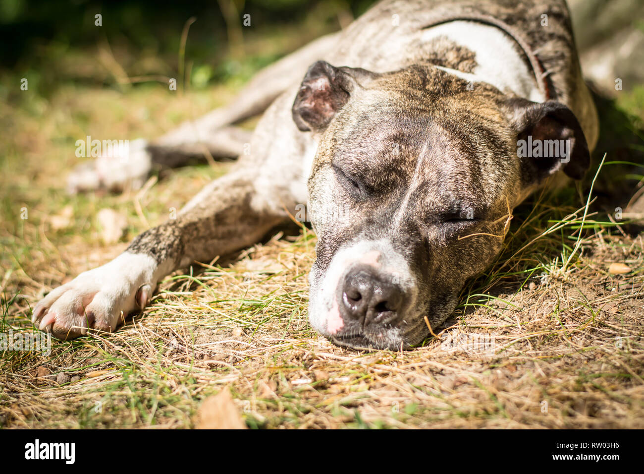 Dog breed Burbul on nature in the park in summer close-up Stock Photo ...