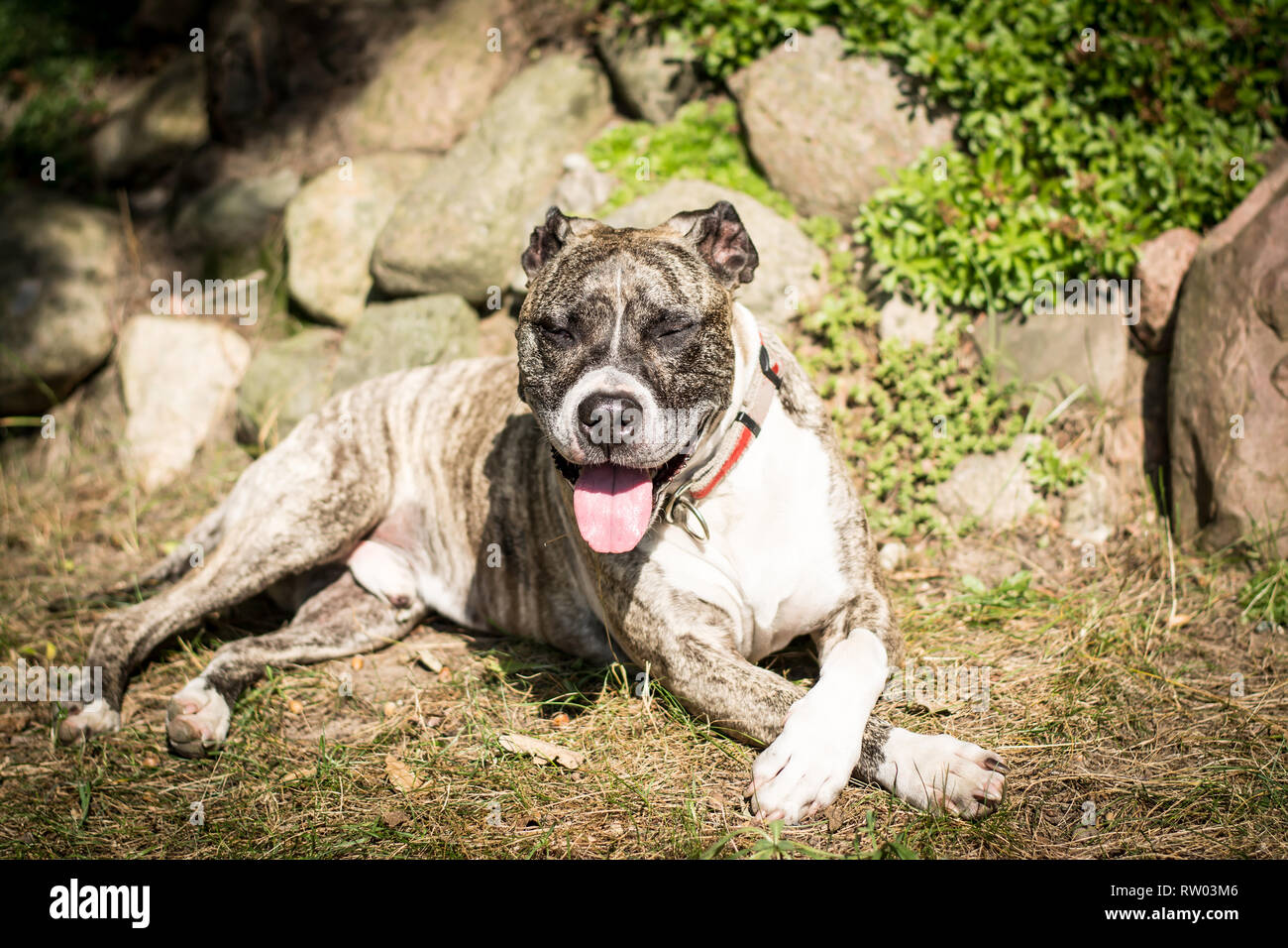 Dog breed Burbul on nature in the park in summer close-up Stock Photo ...