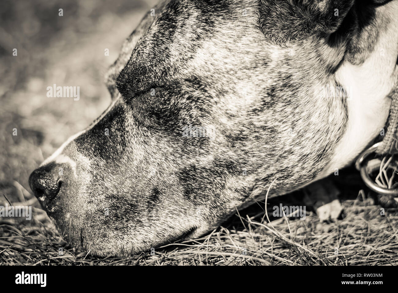 Rare breed south african boerboel hi-res stock photography and images ...