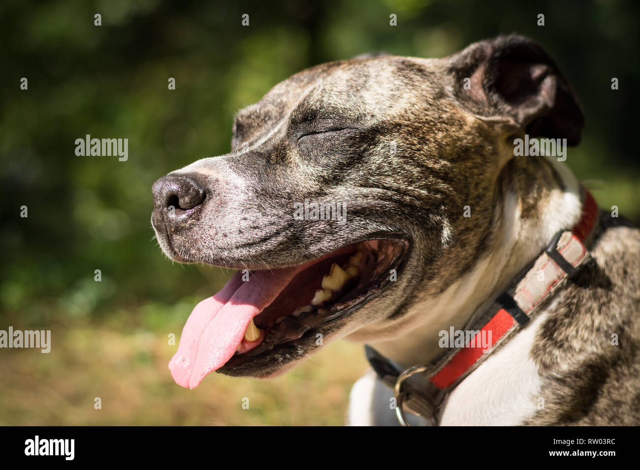 Dog breed Burbul on nature in the park in summer close-up Stock Photo ...