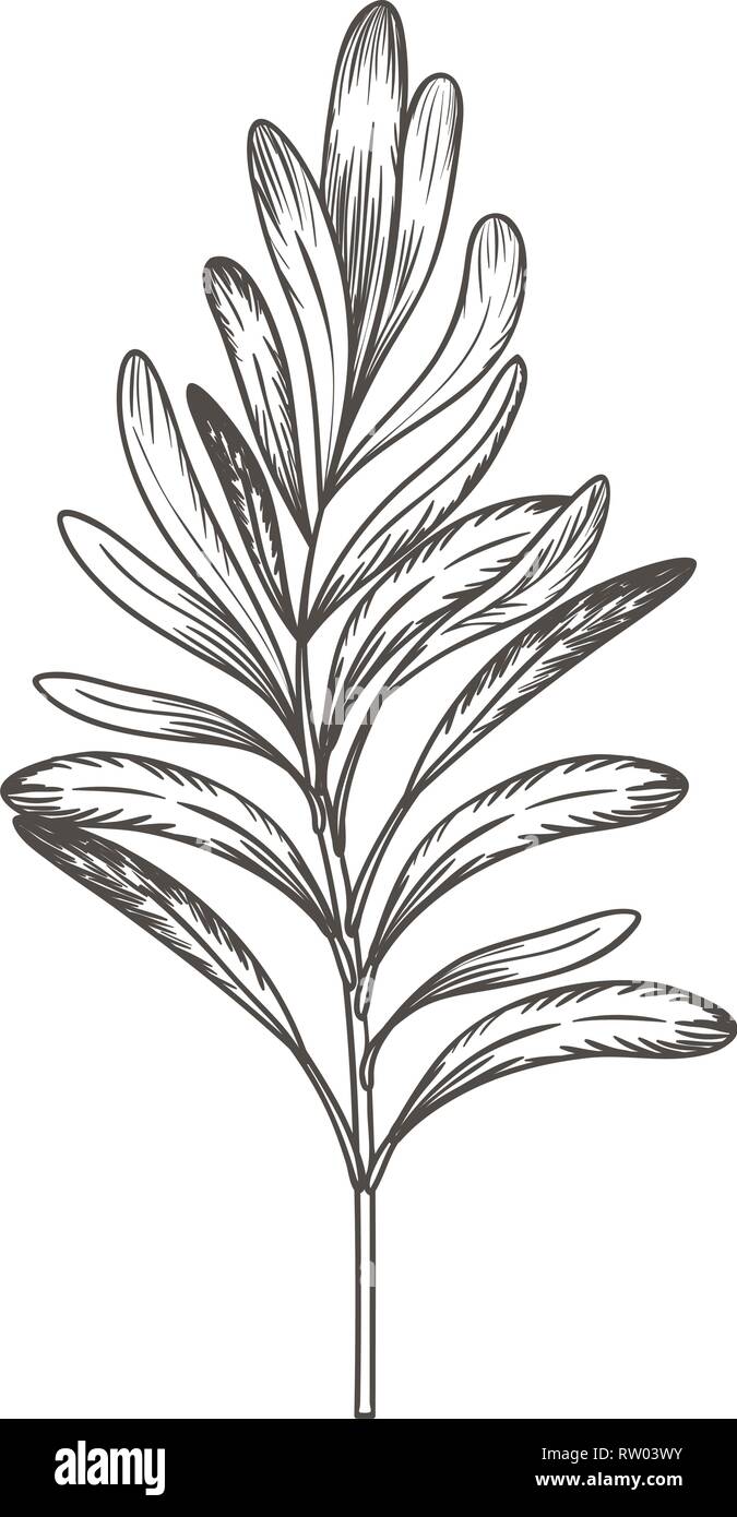 Olive Flower Drawing