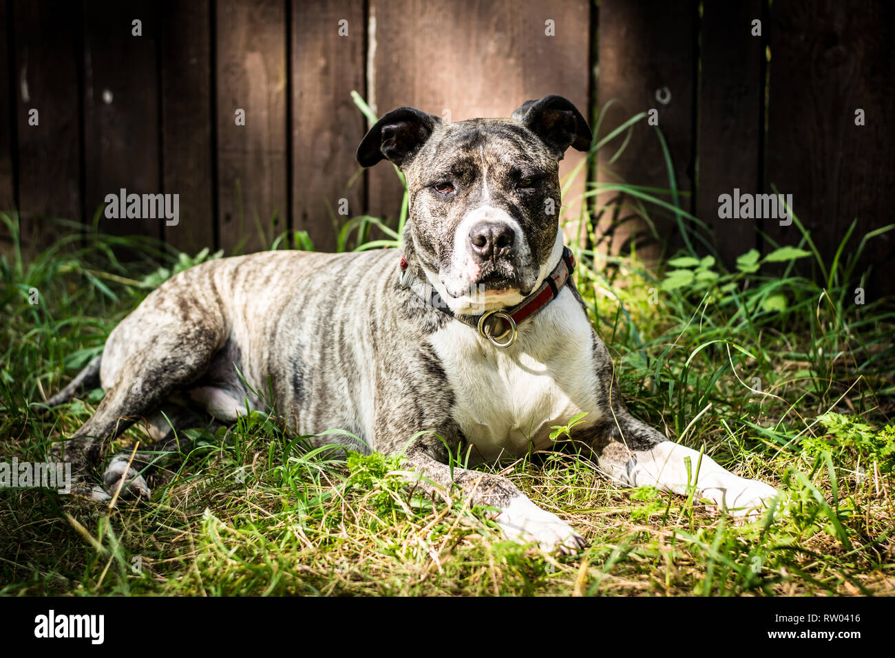 Rare breed south african boerboel hi-res stock photography and images ...